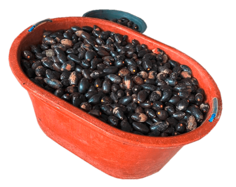 Home | Pili Pi Nuts - Number One Pili Nut Processor and Exporter in the ...