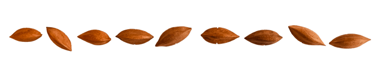 Home | Pili Pi Nuts - Number One Pili Nut Processor and Exporter in the ...
